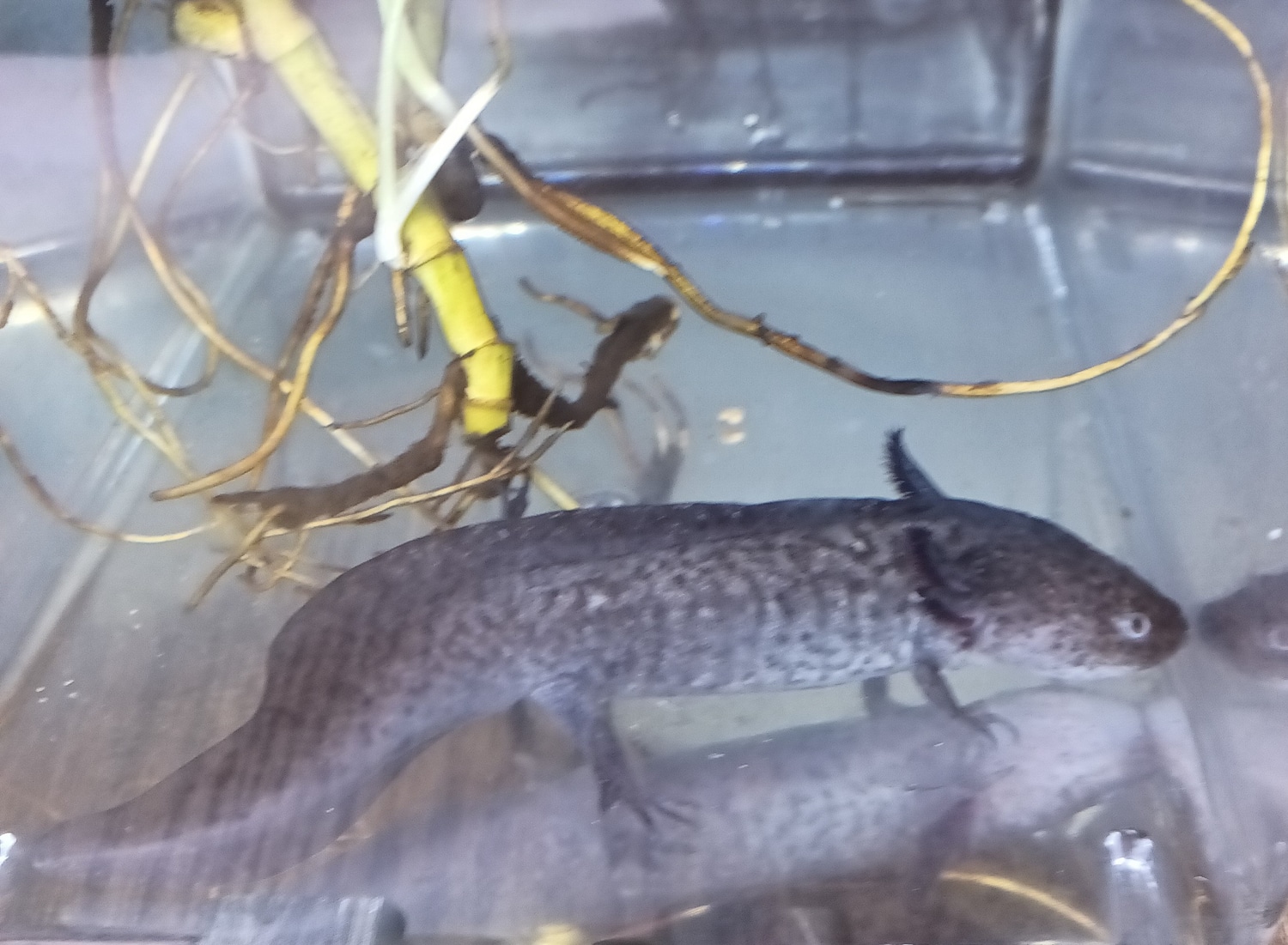 Wild Type Axolotl by Riley'sAnimalHouse - MorphMarket