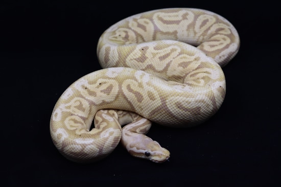 Proven Breeder Banana Pewter Ball Python by MadReptic