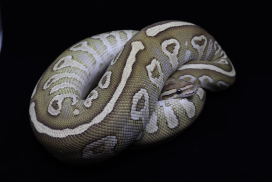RTB Lesser Fire Double Het Hypo Clown Ball Python by MadReptic