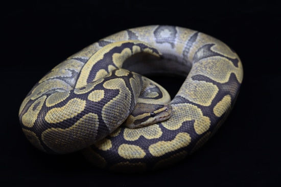 RTB Enchi Hypo Ball Python by MadReptic