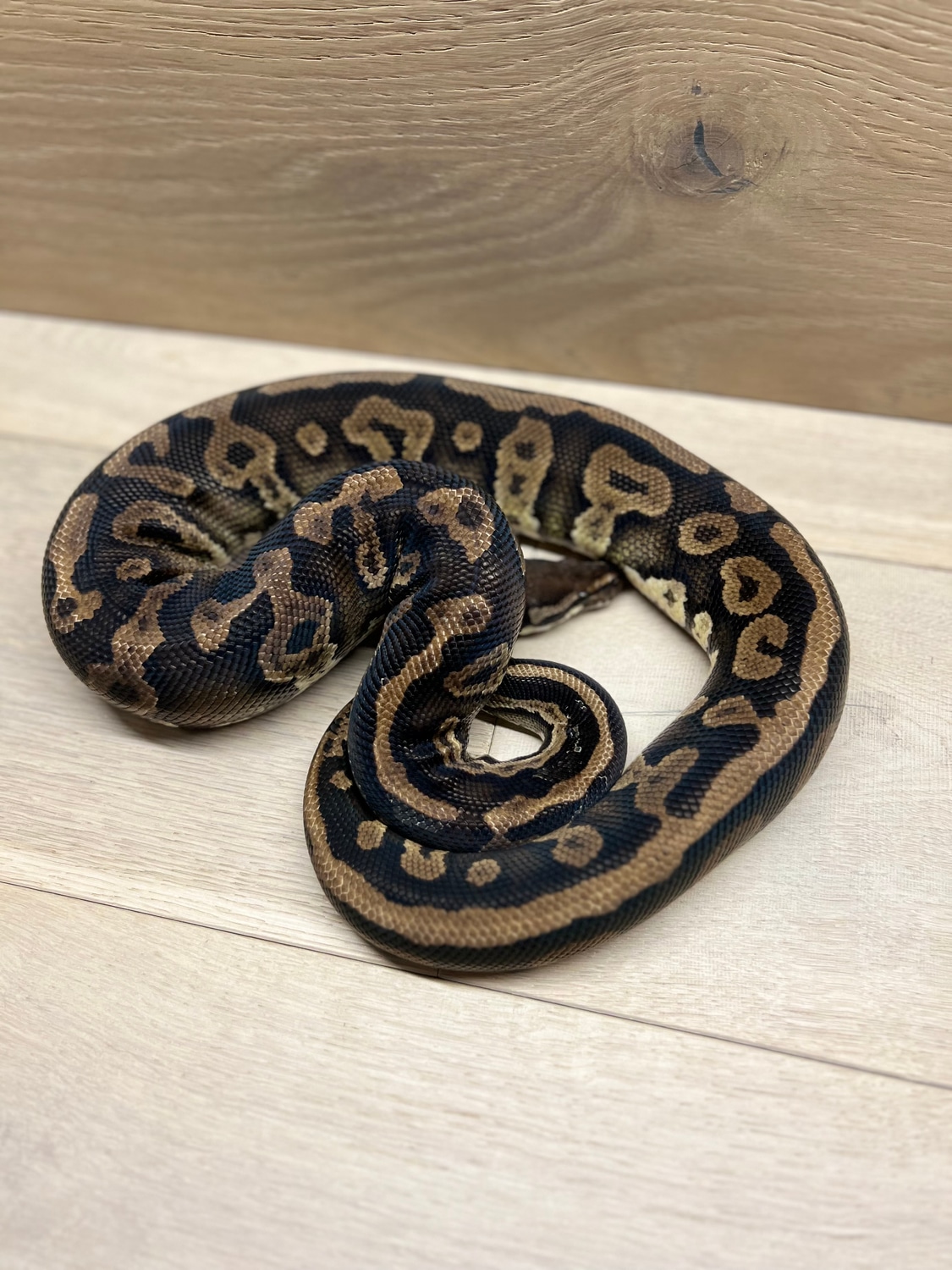 MadReptic's Collection - MorphMarket