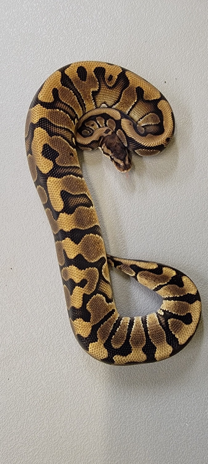 Granite HGW Ball Python by Madriver Serpents and Rattery LLC - MorphMarket