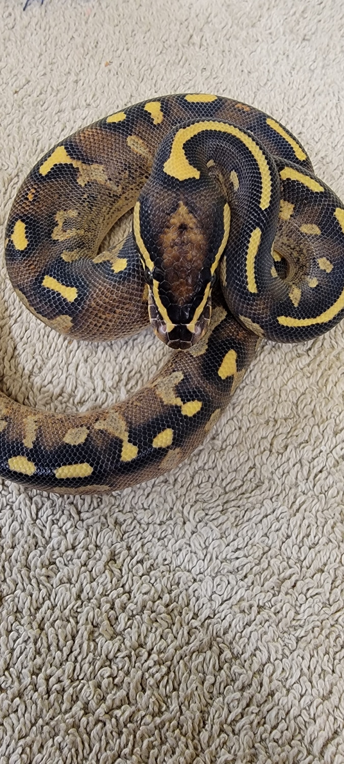 Super Gravel Ball Python by Madriver Serpents and Rattery - MorphMarket