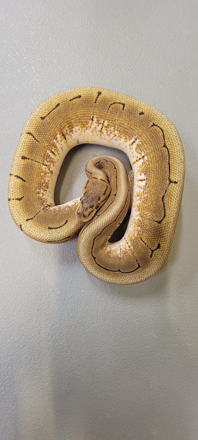 Pinstripe Spider Ball Python by Madriver Serpents and Rattery - MorphMarket