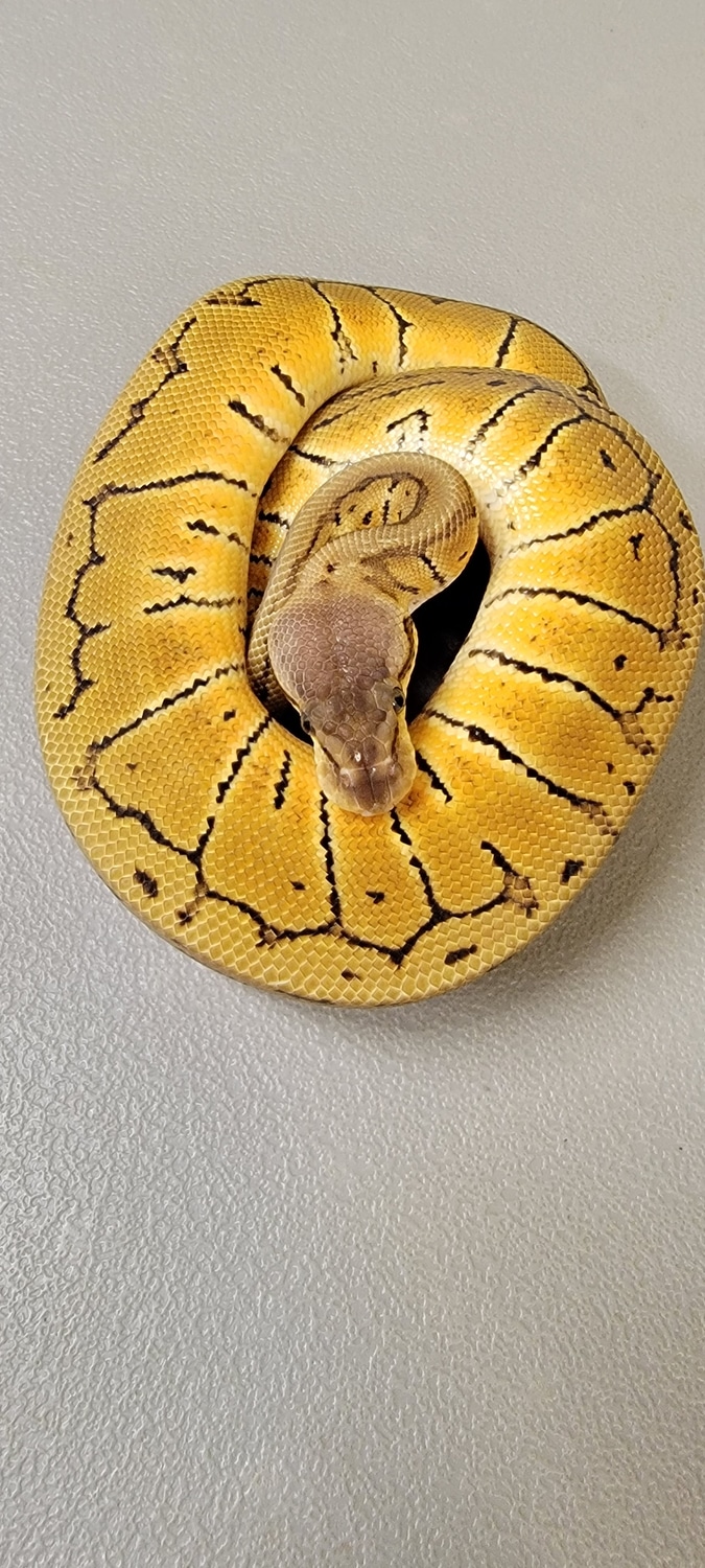 Pastel Pinstripe Het Hypo 50% Het Desert Ghost Ball Python by Madriver ...