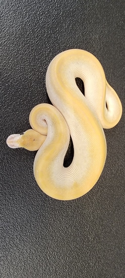 Butter Champagne Het Hypo Possible Het Albino Ball Python by Madriver ...