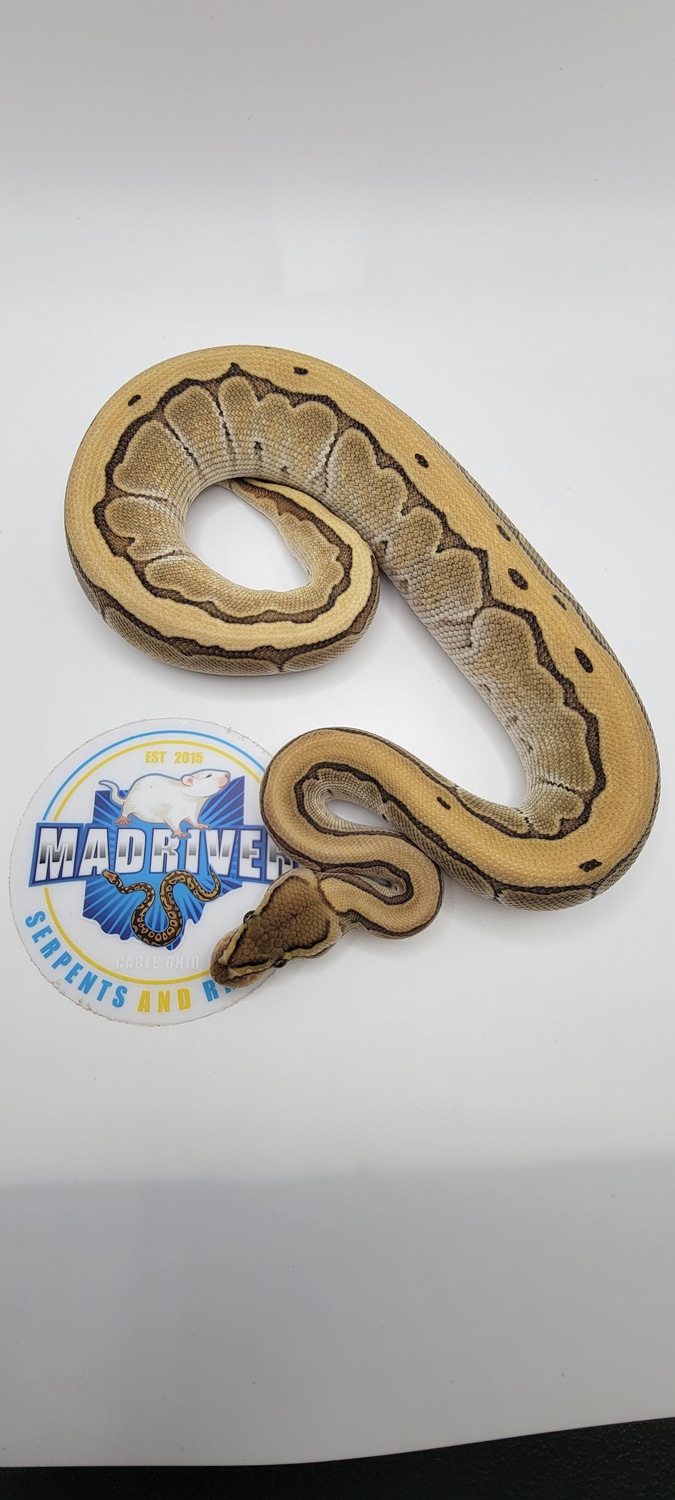 Lesser Pinstripe Het Hypo 50% Het Desert Ghost Ball Python by Madriver ...