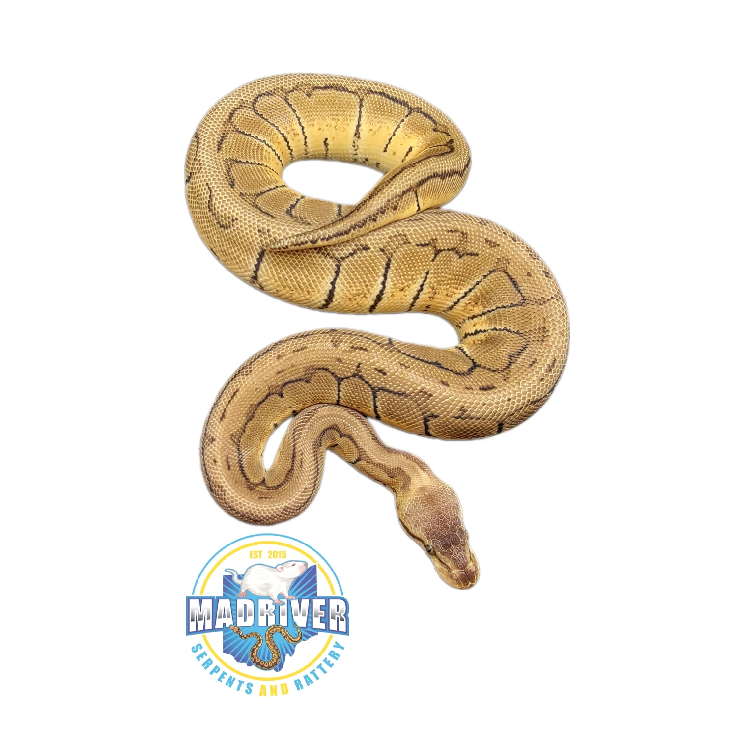 *Free Shipping* Pastel Pinstripe Het Hypo 50% Het Desert Ghost Ball ...