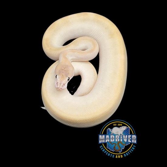 *Free Shipping* Champagne Butter Het Hypo Pos Het Albino Ball Python by ...