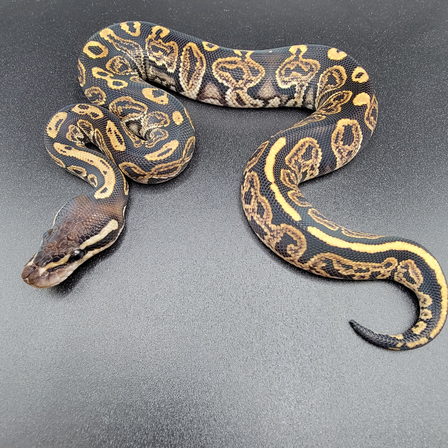 Cinnamon Het VPI Axanthic Ball Python by Madriver Serpents and Rattery ...