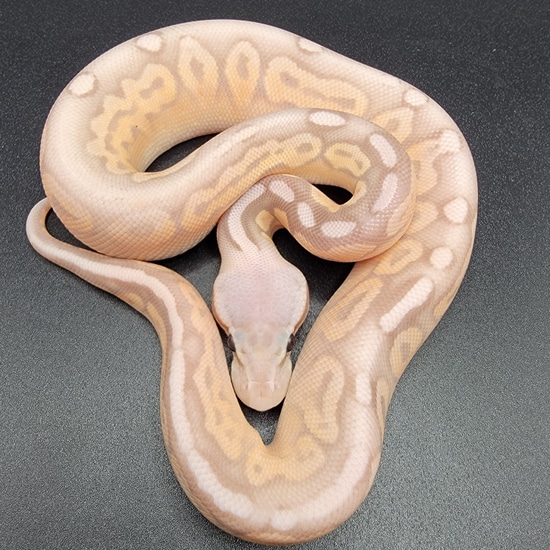 Pewter Banana Ball Python by Madriver Serpents and Rattery