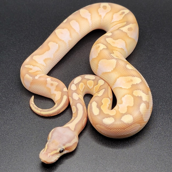 Banana Lesser Calico Pastel Ball Python by Madriver Serpents and Rattery