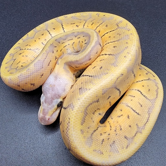 Super Pastel Pinstripe Ball Python by Madriver Serpents and Rattery