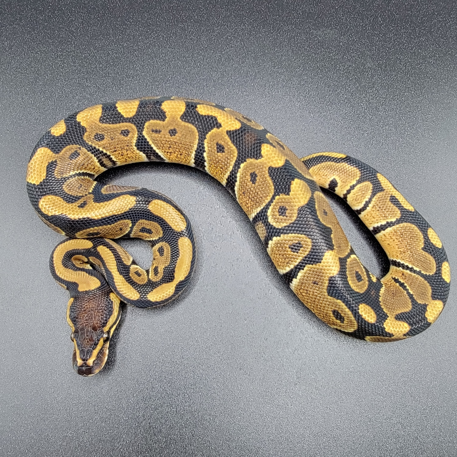 66% Het Clown 66% Het VPI Axanthic Ball Python by Madriver Serpents and ...