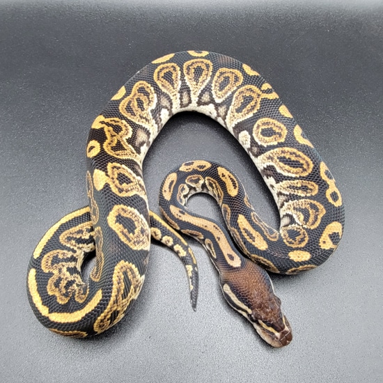 Leopard Cinnamon Het VPI Axanthic Ball Python by Madriver Serpents and ...