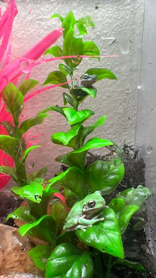 Baby Snowflake Whites Tree Frogs White's Tree Frog by Maddies reptile ...