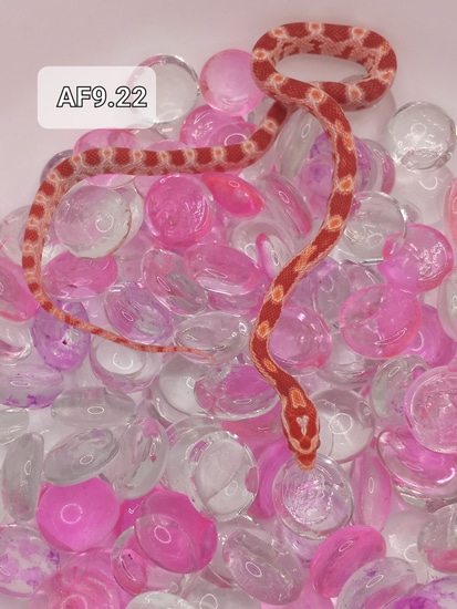 Amelanistic Corn Snake by Mad Season Reptiles