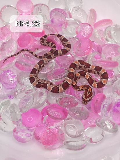 Normal Corn Snake Het Hypo by Mad Season Reptiles