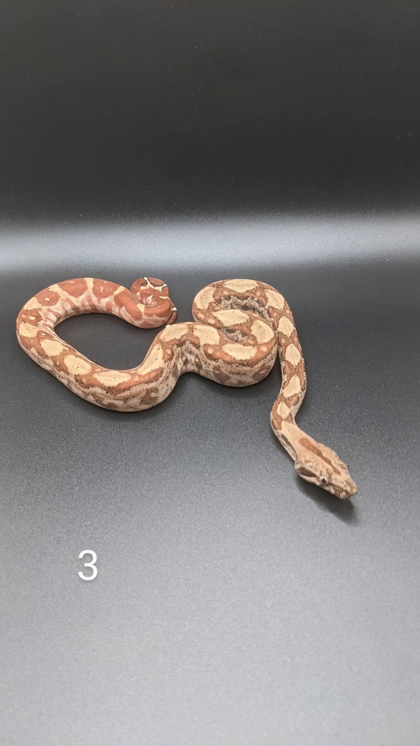 Cb Nicaraguan Dwarf Boa Boa Constrictor by Mad Season Reptiles ...