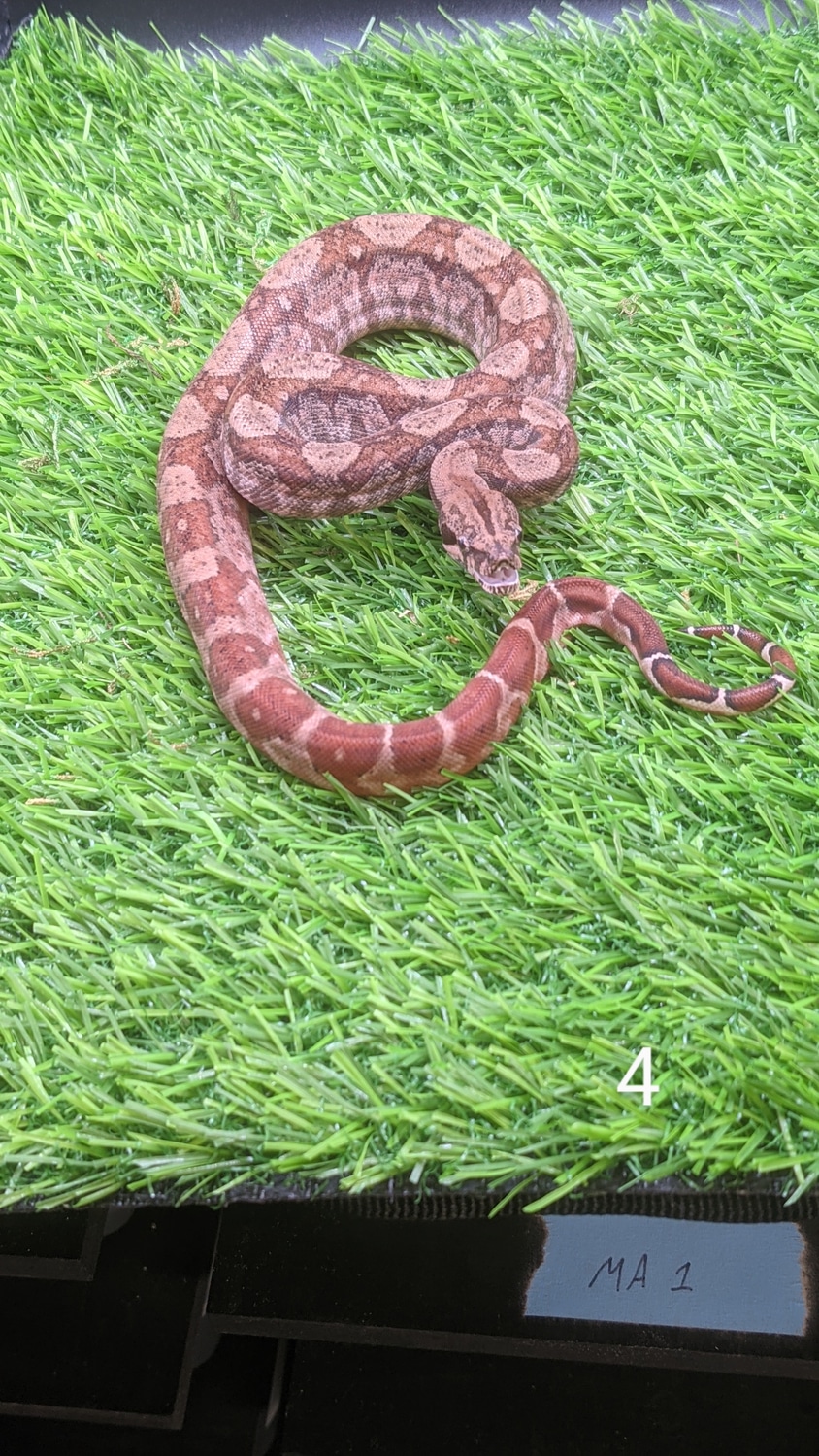 Cb Nicaraguan Dwarf Boa Boa Constrictor by Mad Season Reptiles ...