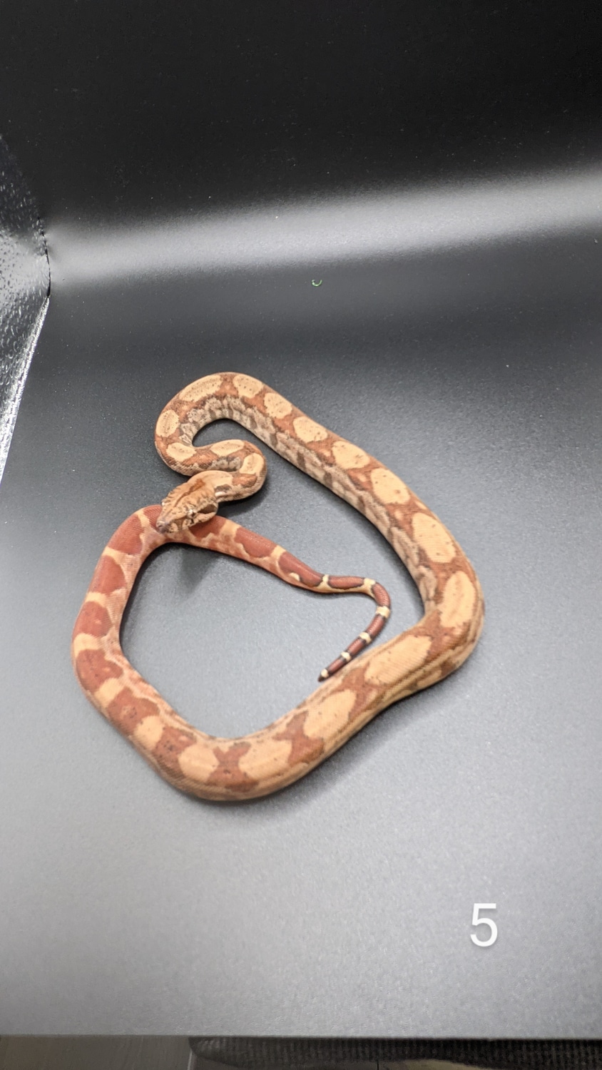 Cb Nicaraguan Dwarf Boa Boa Constrictor by Mad Season Reptiles ...