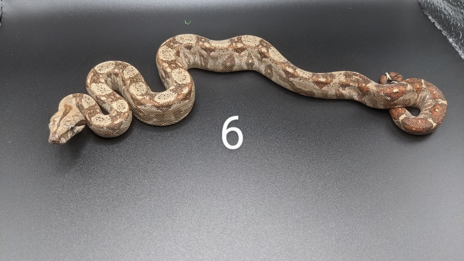Cb Nicaraguan Dwarf Boa Boa Constrictor by Mad Season Reptiles ...