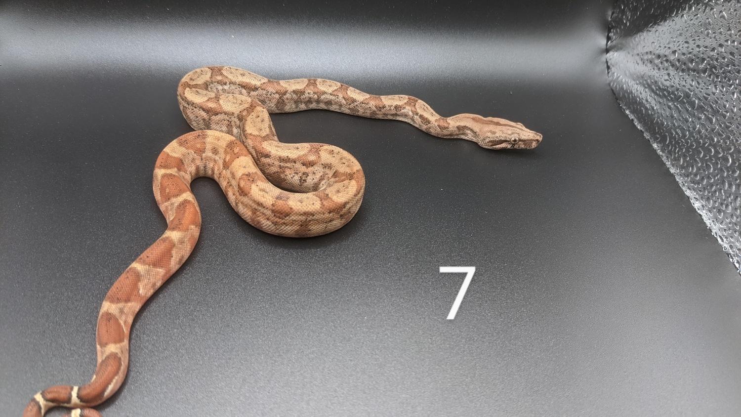 Cb Nicaraguan Dwarf Boa Boa Constrictor by Mad Season Reptiles ...