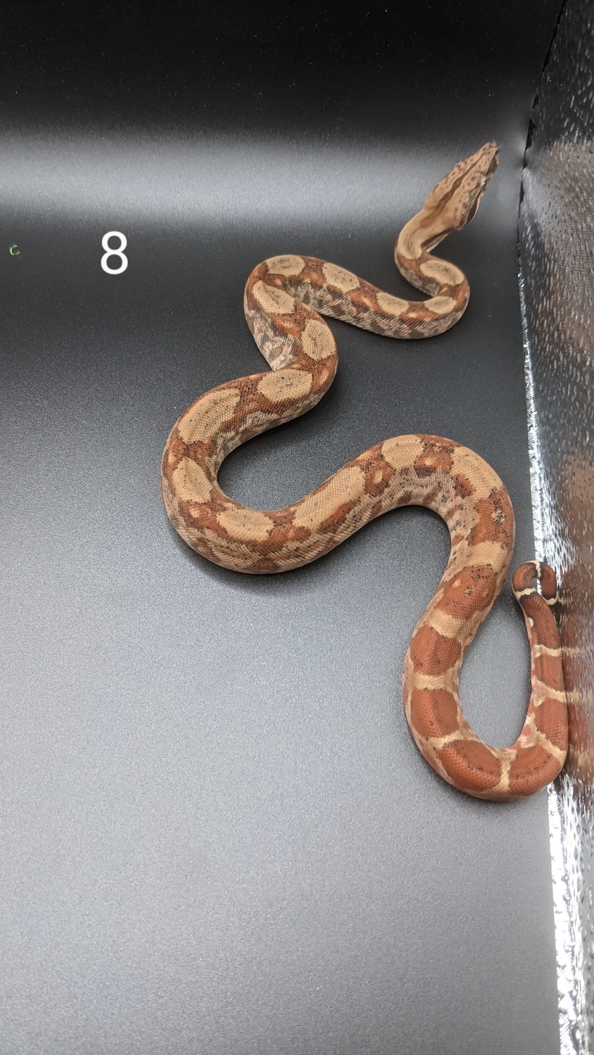 Cb Nicaraguan Dwarf Boa Boa Constrictor by Mad Season Reptiles ...