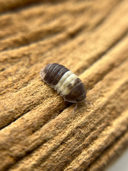 Cubaris Sp Panda King Isopod by Mads exotics