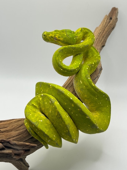 Biak Green Tree Python by Mads exotics