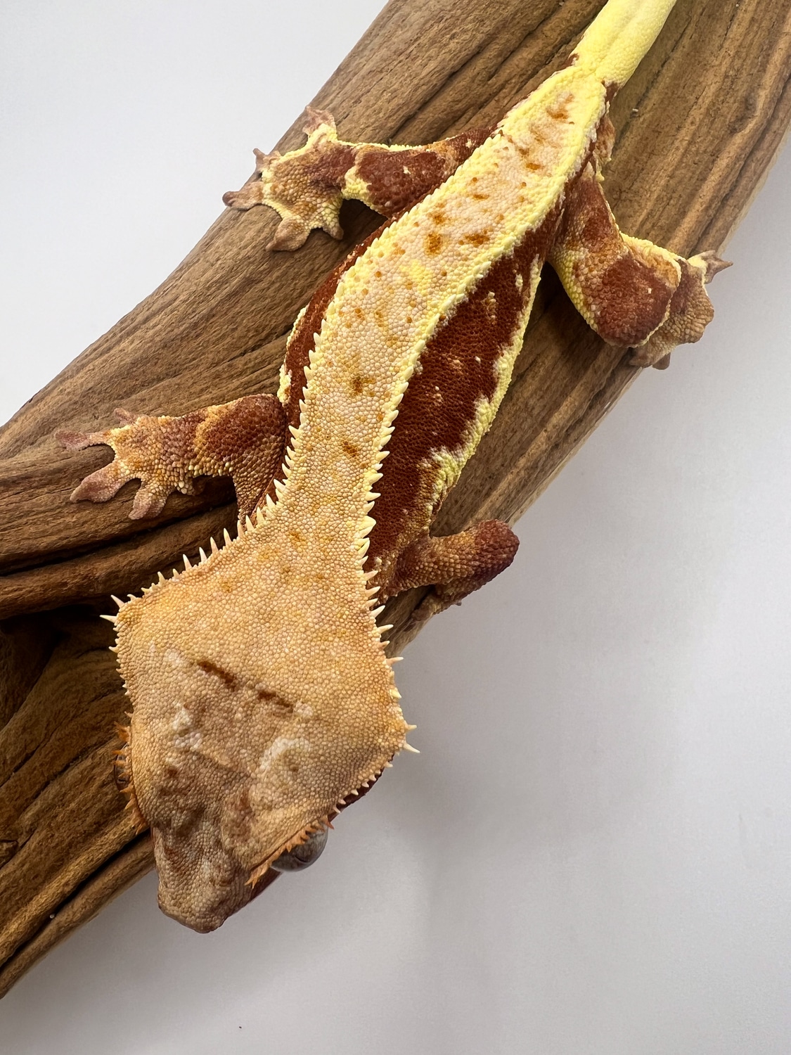 Mads exotics's Collection - MorphMarket