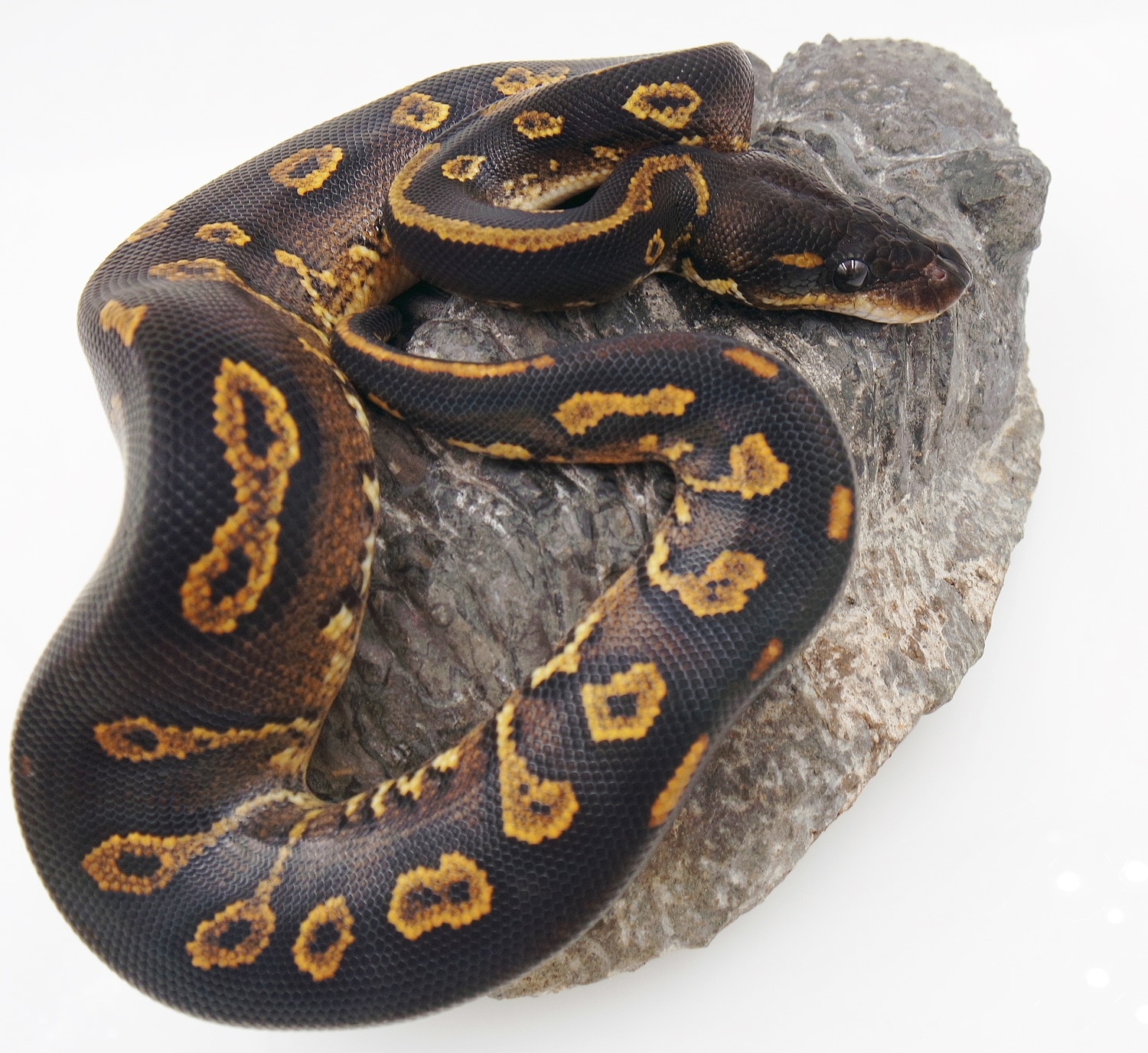 Super Black Head Yellow Belly Ball Python by Madusa's Morphs - MorphMarket