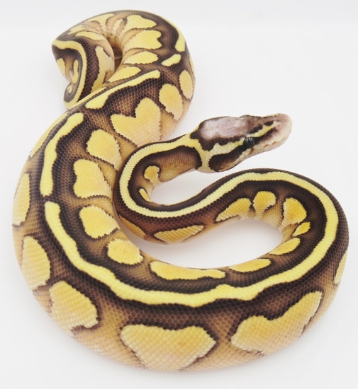 Pastel X-treme Yellow Belly Butter Ball Python by Madusa's Morphs