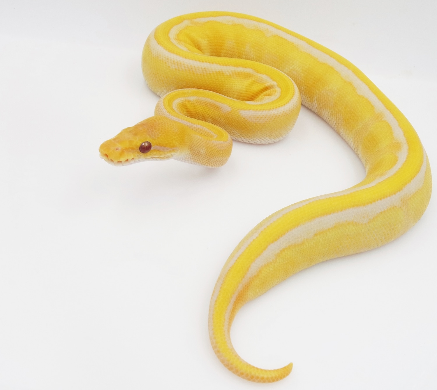 Lavender Albino Genetic Stripe Ball Python by Madusa's Morphs - MorphMarket