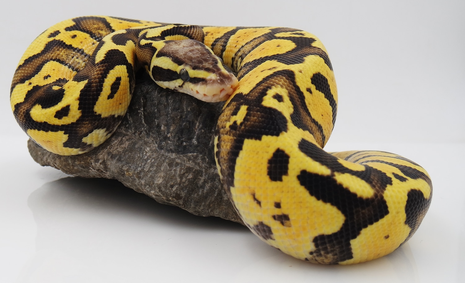 Firefly Ball Python by Madusa's Morphs - MorphMarket