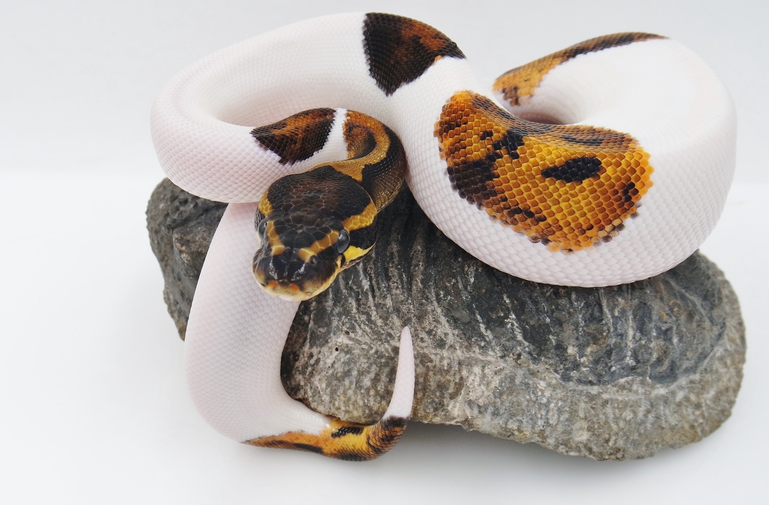 Pied 100% Het TSK Axanthic Ball Python by Madusa's Morphs - MorphMarket