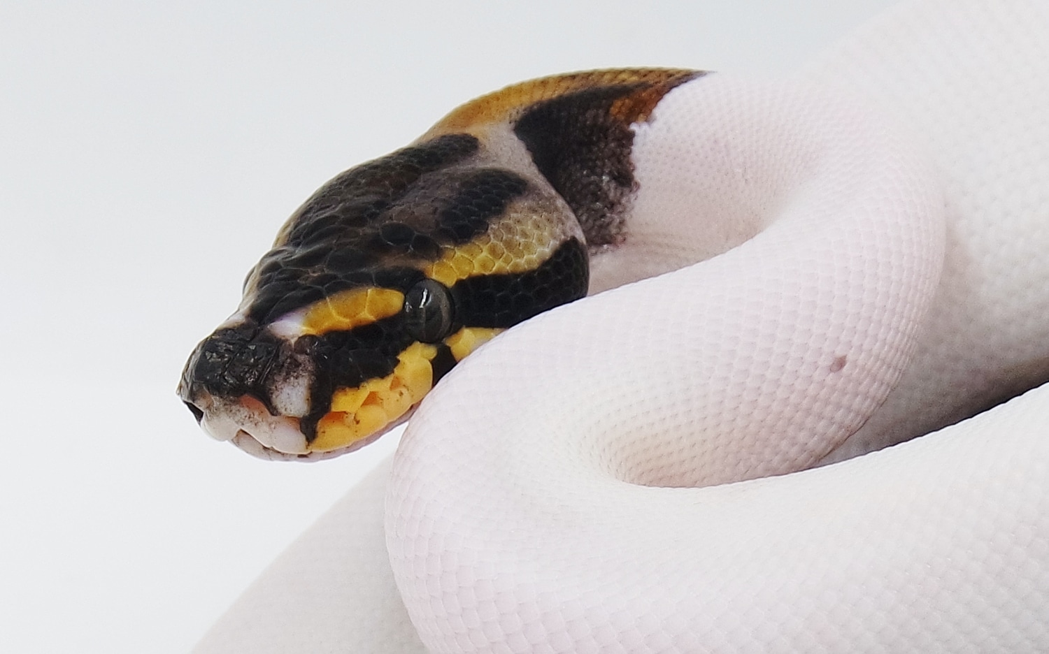 Fire Pied 100% TSK Axanthic Ball Python by Madusa's Morphs - MorphMarket