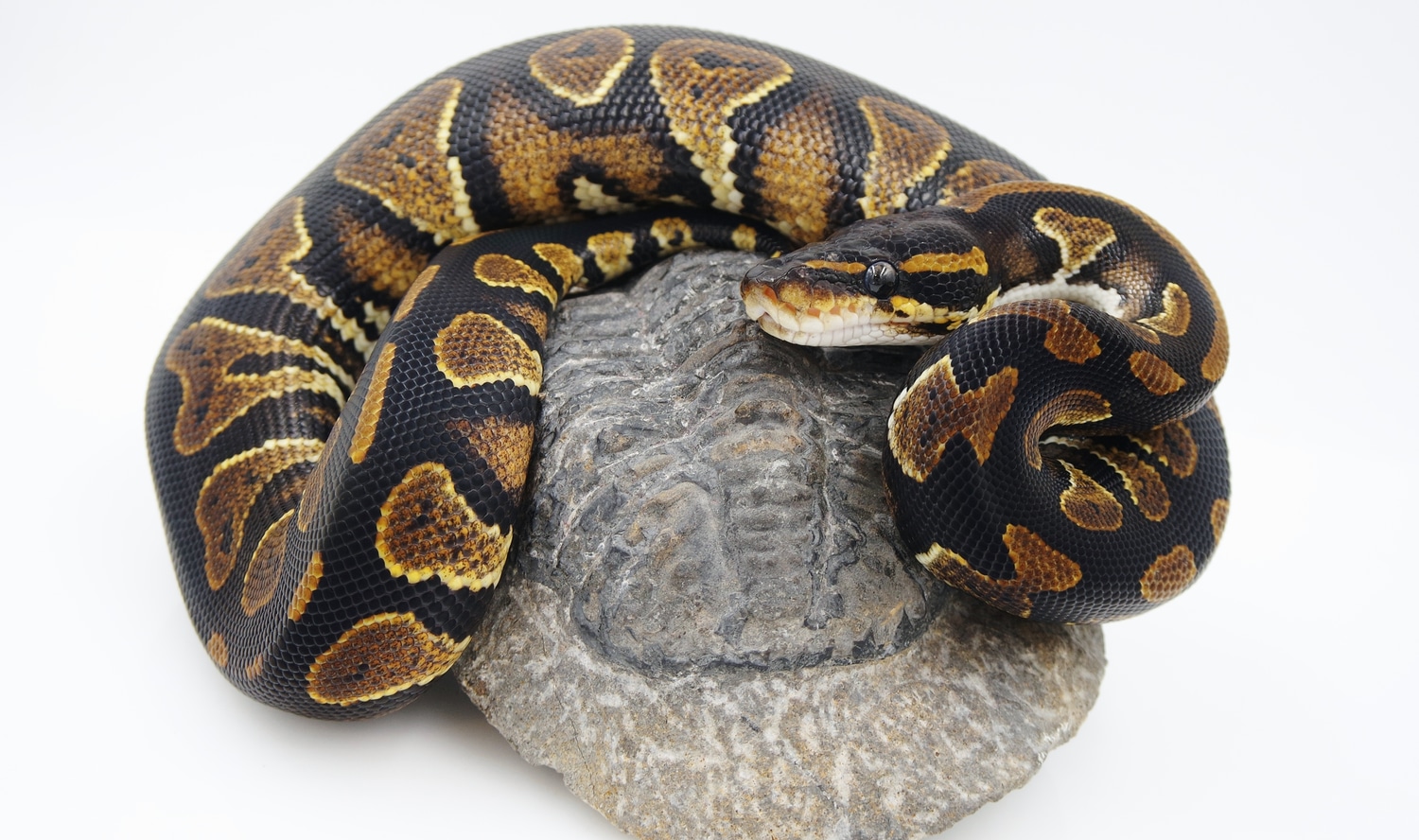 Black Head Yellow Belly Ball Python by Madusa's Morphs - MorphMarket