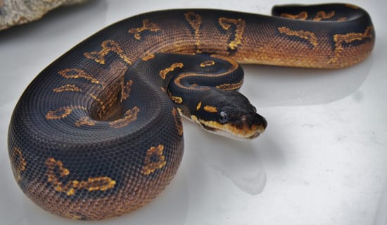 Super Black Head Red/Ringer YB Ball Python by Madusa's Morphs