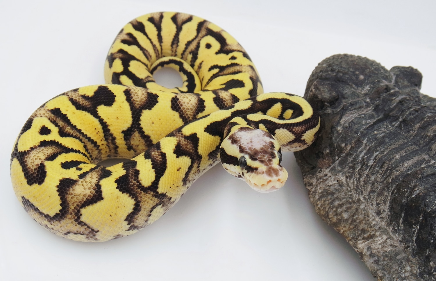 Firefly Yellow Belly Ball Python by Madusa's Morphs - MorphMarket