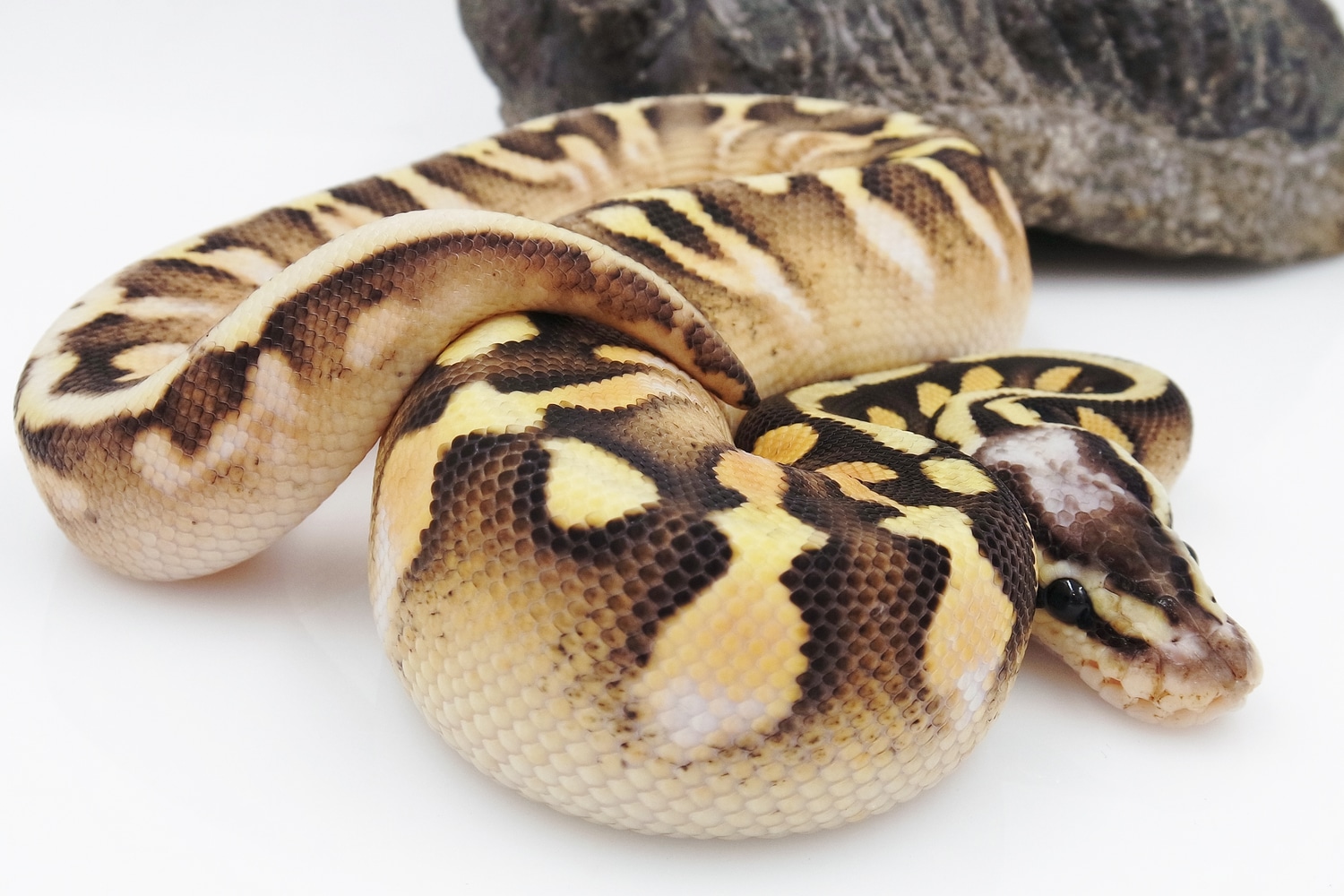 Firefly Calico 100% Het TSK 50% Het Pied Ball Python by Madusa's Morphs ...