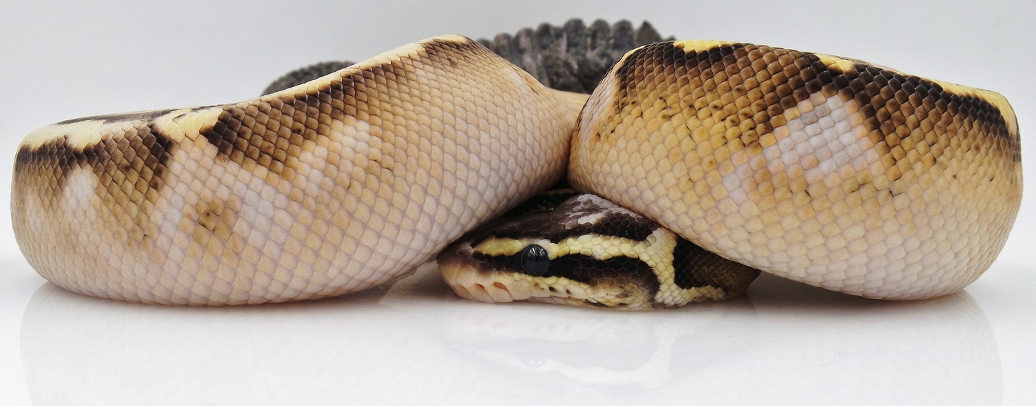 Firefly Calico 100% Het TSK 50% Het Pied Ball Python by Madusa's Morphs ...
