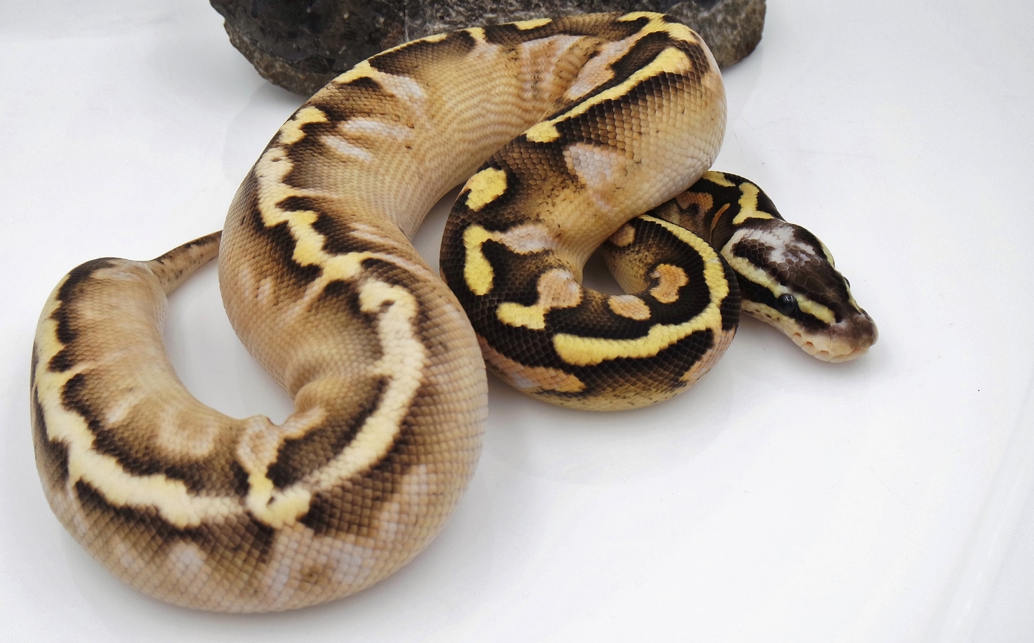 Firefly Calico 100% Het TSK 50% Het Pied Ball Python by Madusa's Morphs ...