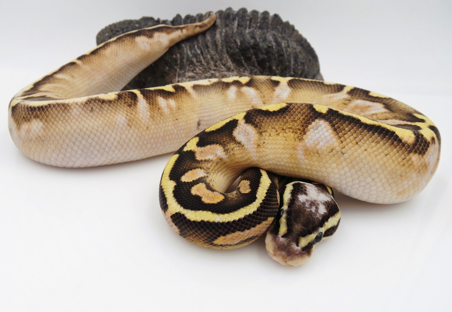 Firefly Calico 100% Het TSK 50% Het Pied Ball Python by Madusa's Morphs ...