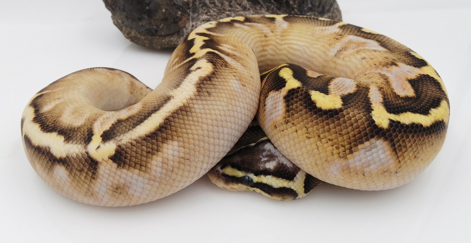 Firefly Calico 100% Het TSK 50% Het Pied Ball Python by Madusa's Morphs ...
