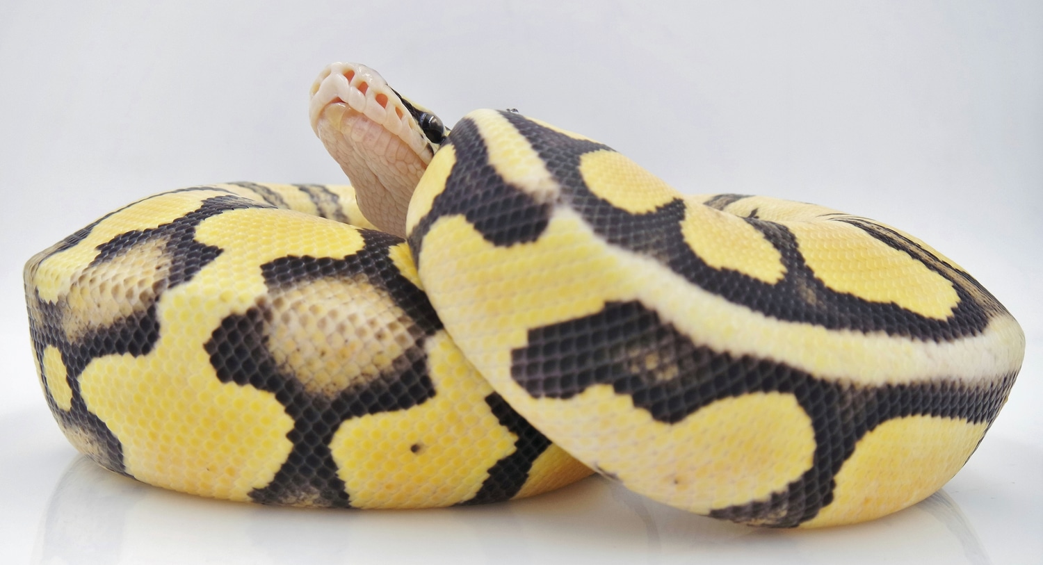 Super Pastel Desert Ghost 66% Het TSK Ball Python by Madusa's Morphs ...