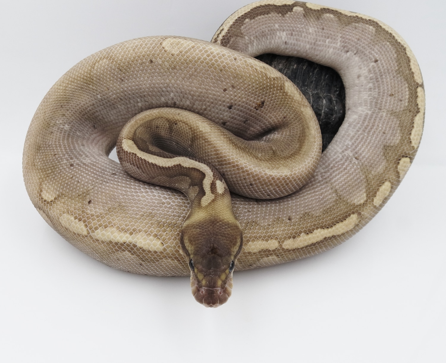 Barnhart Black Pastel Goblin Bamboo Ball Python by Madusa's Morphs ...