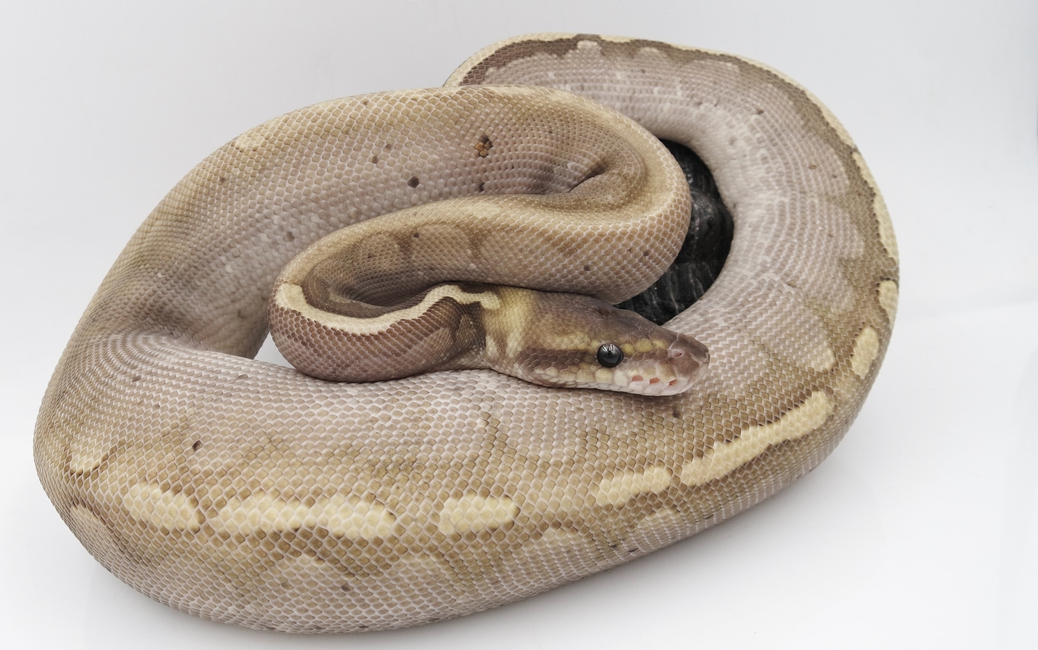 Barnhart Black Pastel Goblin Bamboo Ball Python by Madusa's Morphs ...