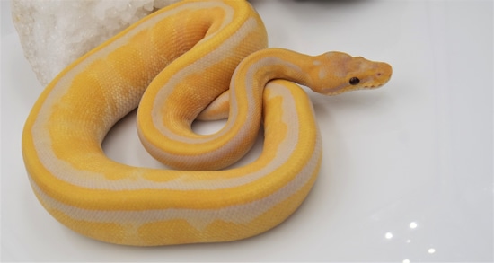 Lavender Albino Genetic Stripe 100% Het VPI Axanthic Ball Python by ...