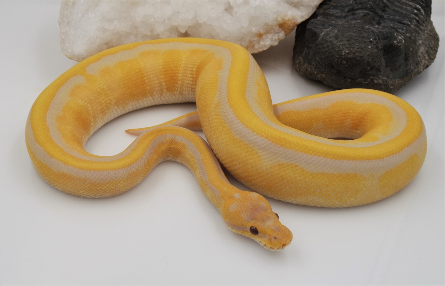 Lavender Albino Genetic Stripe 100% Het VPI Axanthic Ball Python by ...